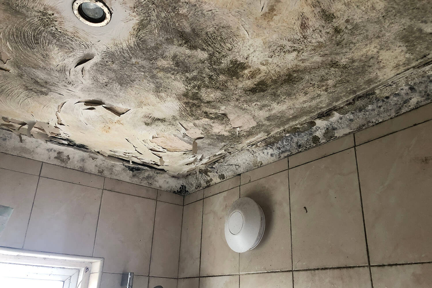 Damp & Mould Services | Expert Solutions | Better Indoors